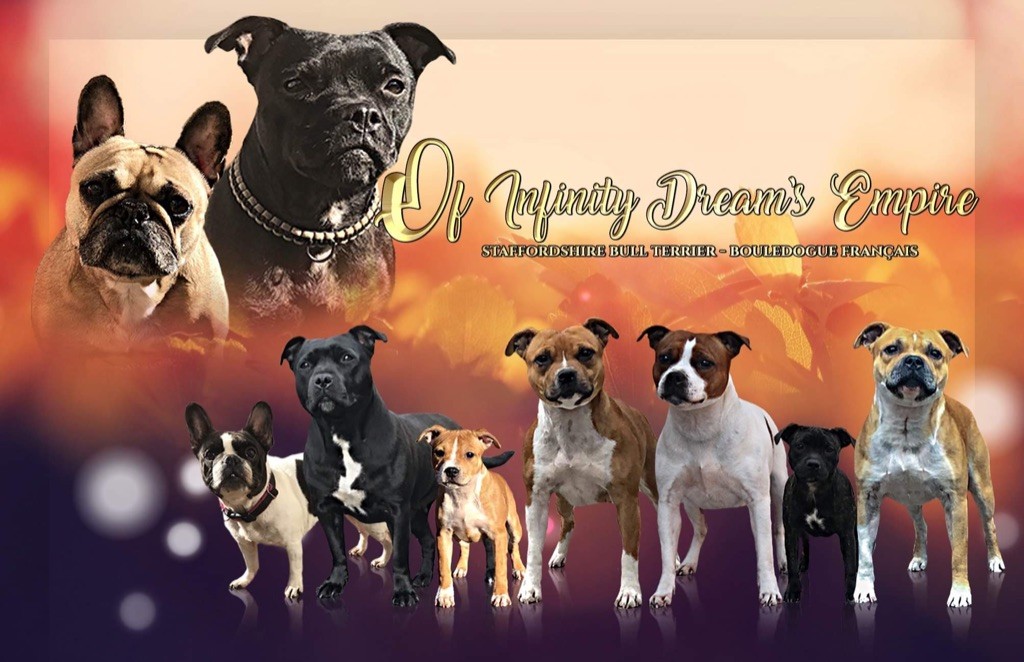 Accueil - Elevage Of Infinity Dream’s Empire - eleveur de chiens ...